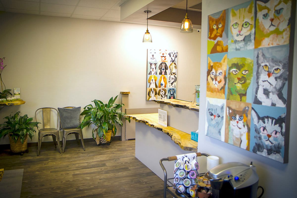 Cataract Surgery for Dogs - Animal Vision Center of VA