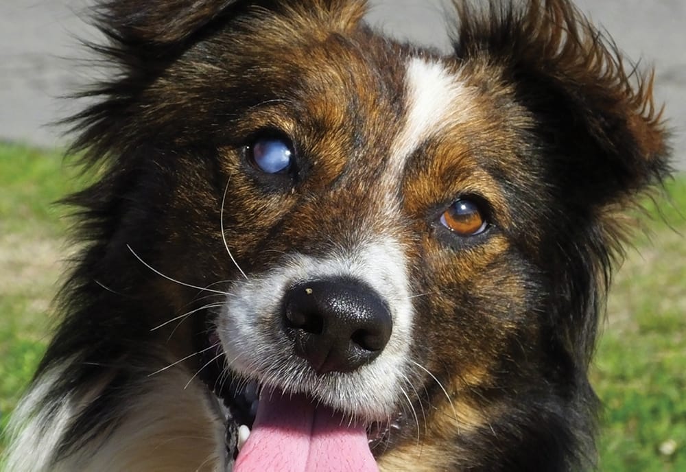 Cataracts and Cataract Surgery | AVCVA Virtual Library