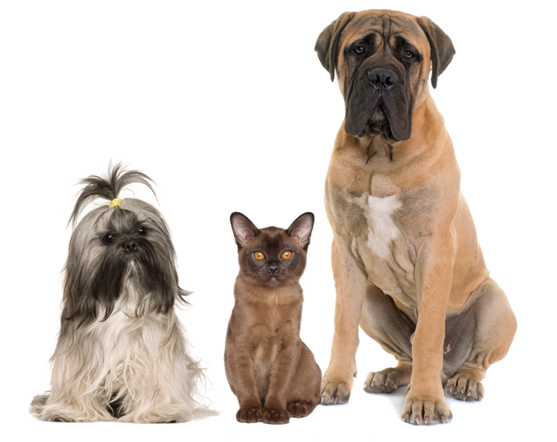 Cherry Eye / Prolapsed Nictitans Gland Treatment | AVCVA Virtual Library