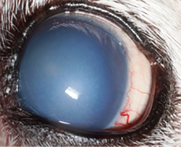 Corneal Endothelial Degeneration | AVCVA Virtual Library