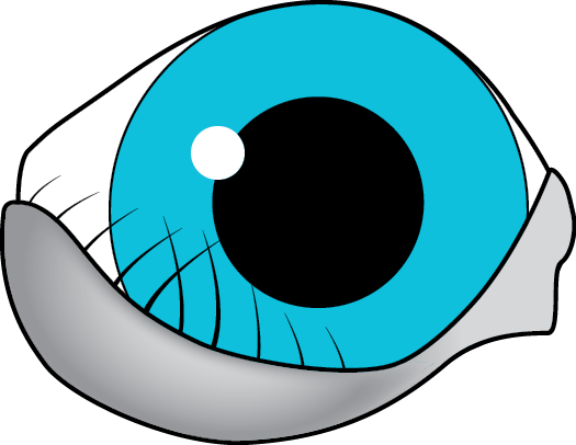 Entropion Causes and Treatment | AVCVA Virtual Library