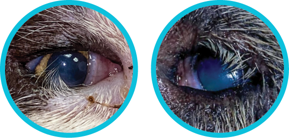 Entropion Causes and Treatment | AVCVA Virtual Library