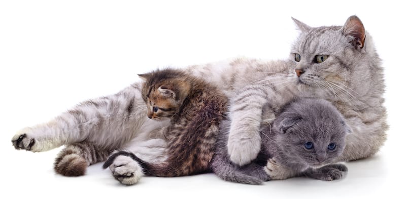 Feline Herpesvirus | AVCVA Virtual Library