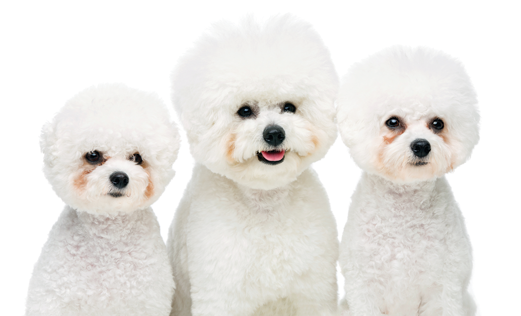 Tearing & Tear-Staining Treatment | AVCVA Virtual Library