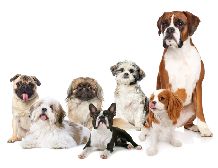 So You Brought Home a Bulldog | AVCVA Virtual Library