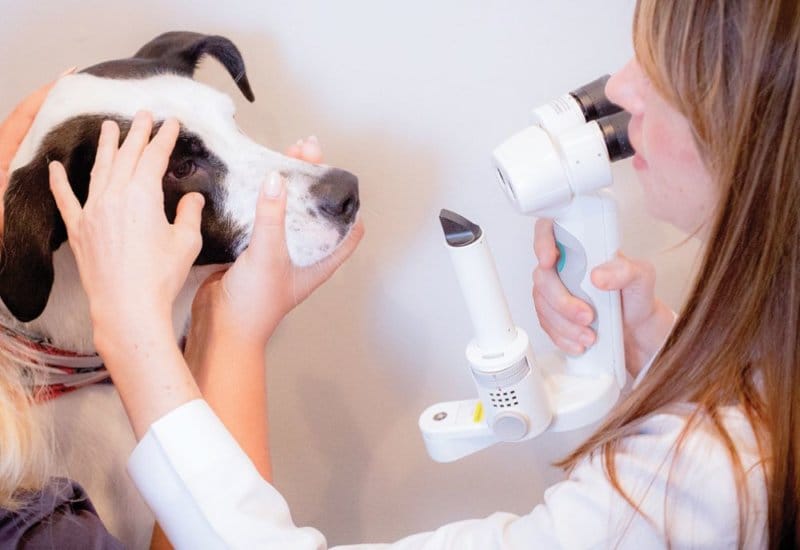 Make Preventive Care a Priority for your Pet this Year - Animal Vision ...